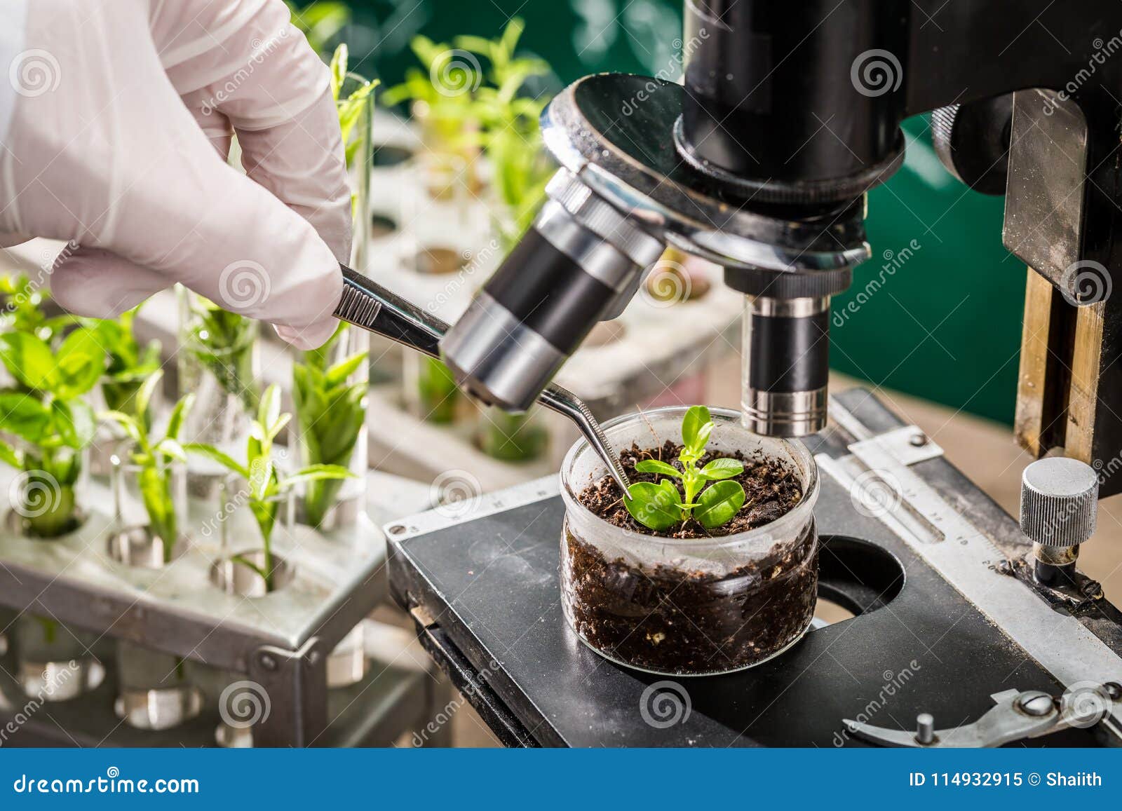 School Laboratory Exploring New Methods of Plant Breeding Stock Image ...