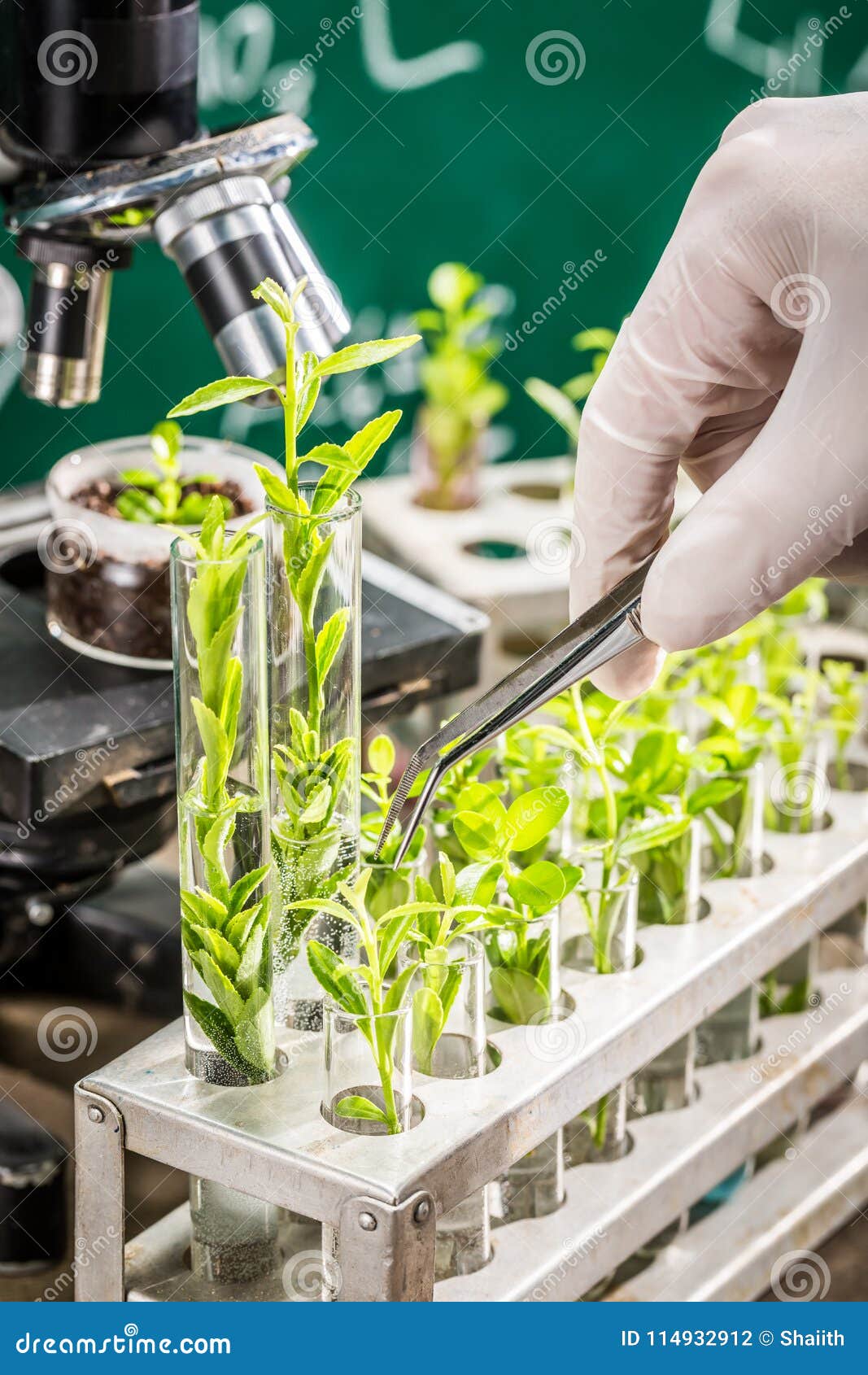 School Laboratory Testing of Small Green Plants Stock Photo - Image of ...