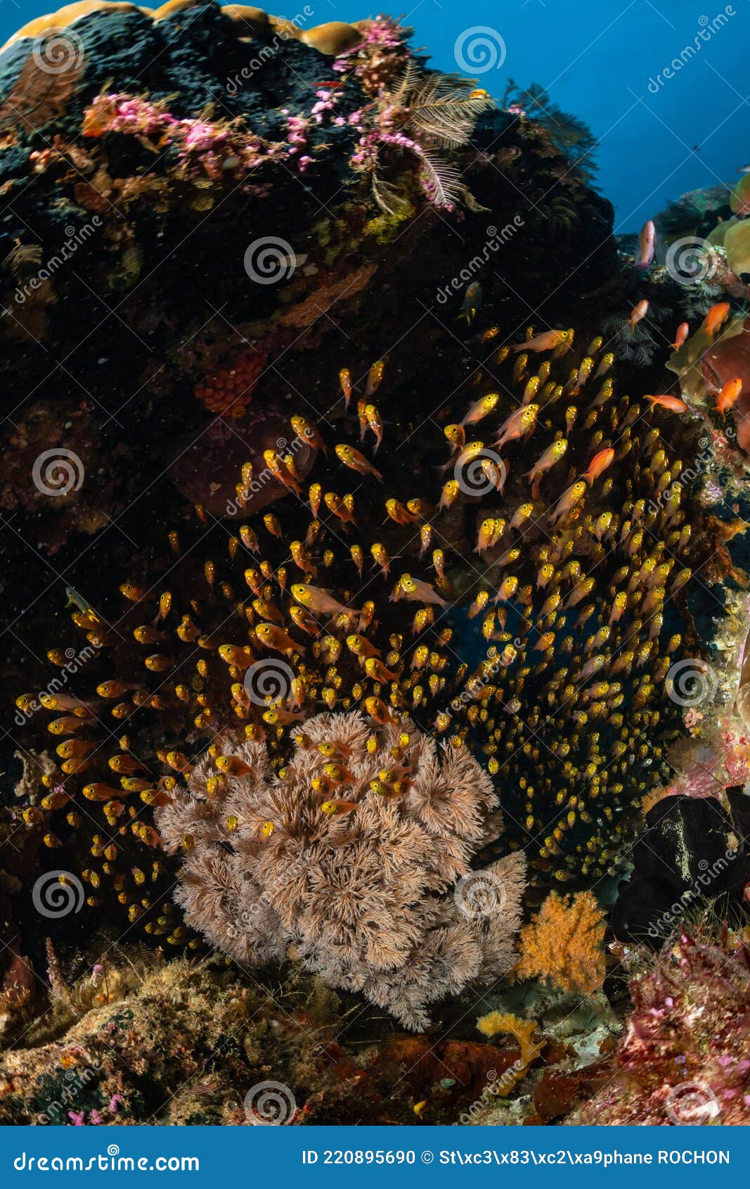 Largespined Glassfish Photos - Free & Royalty-Free Stock Photos from ...