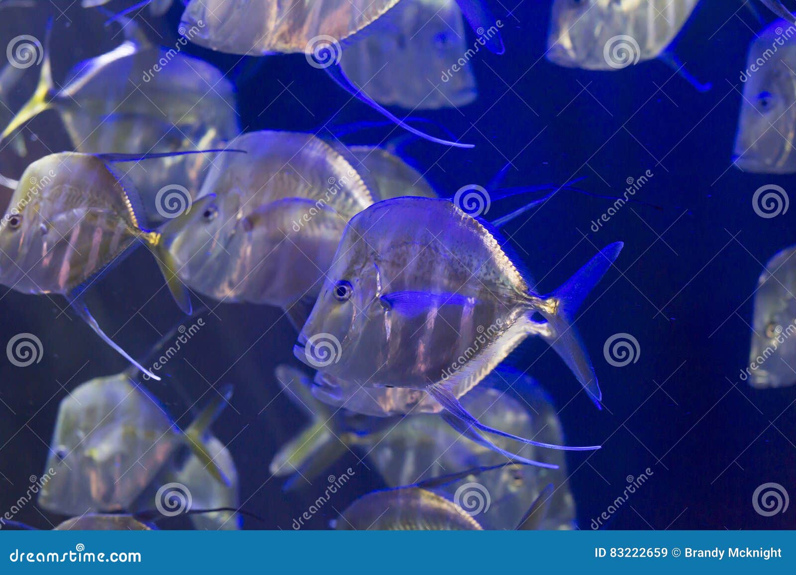 School of Lookdown Fish stock image. Image of group, brackish - 83222659
