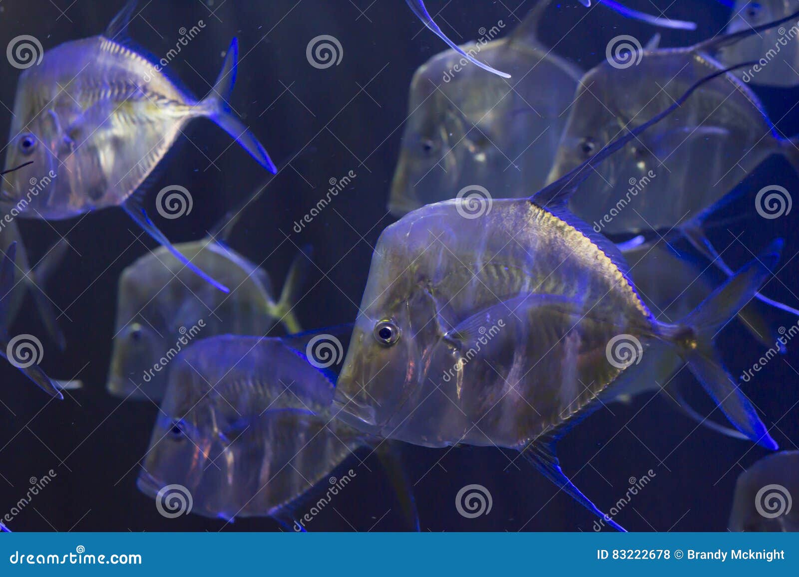 School of Lookdown Fish stock photo. Image of float, beach - 83222678
