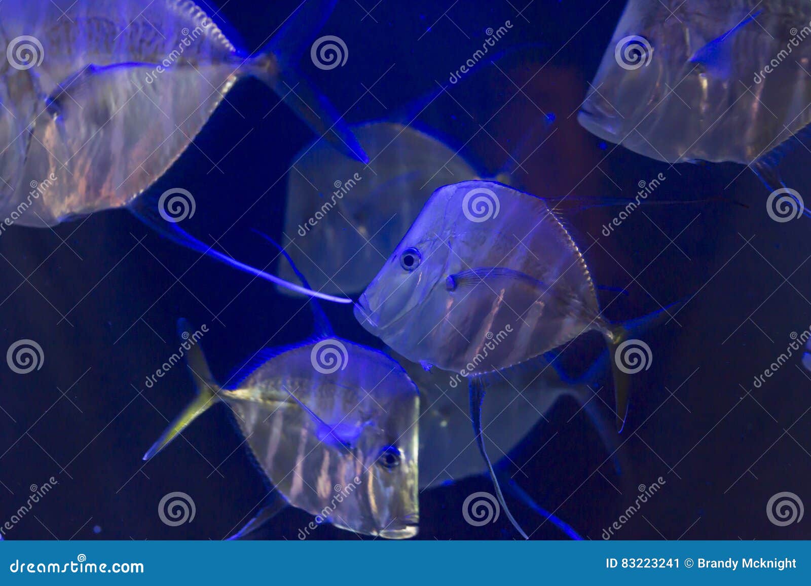 School of Lookdown Fish stock image. Image of natural - 83223241