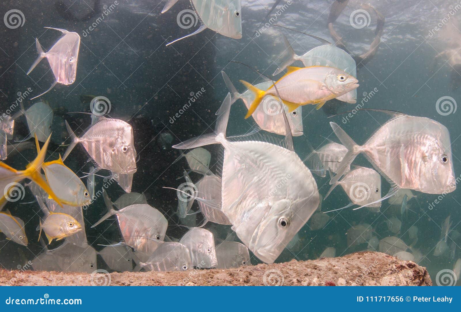 A School of Lookdown Fish Under a Pier Stock Photo - Image of tropical ...
