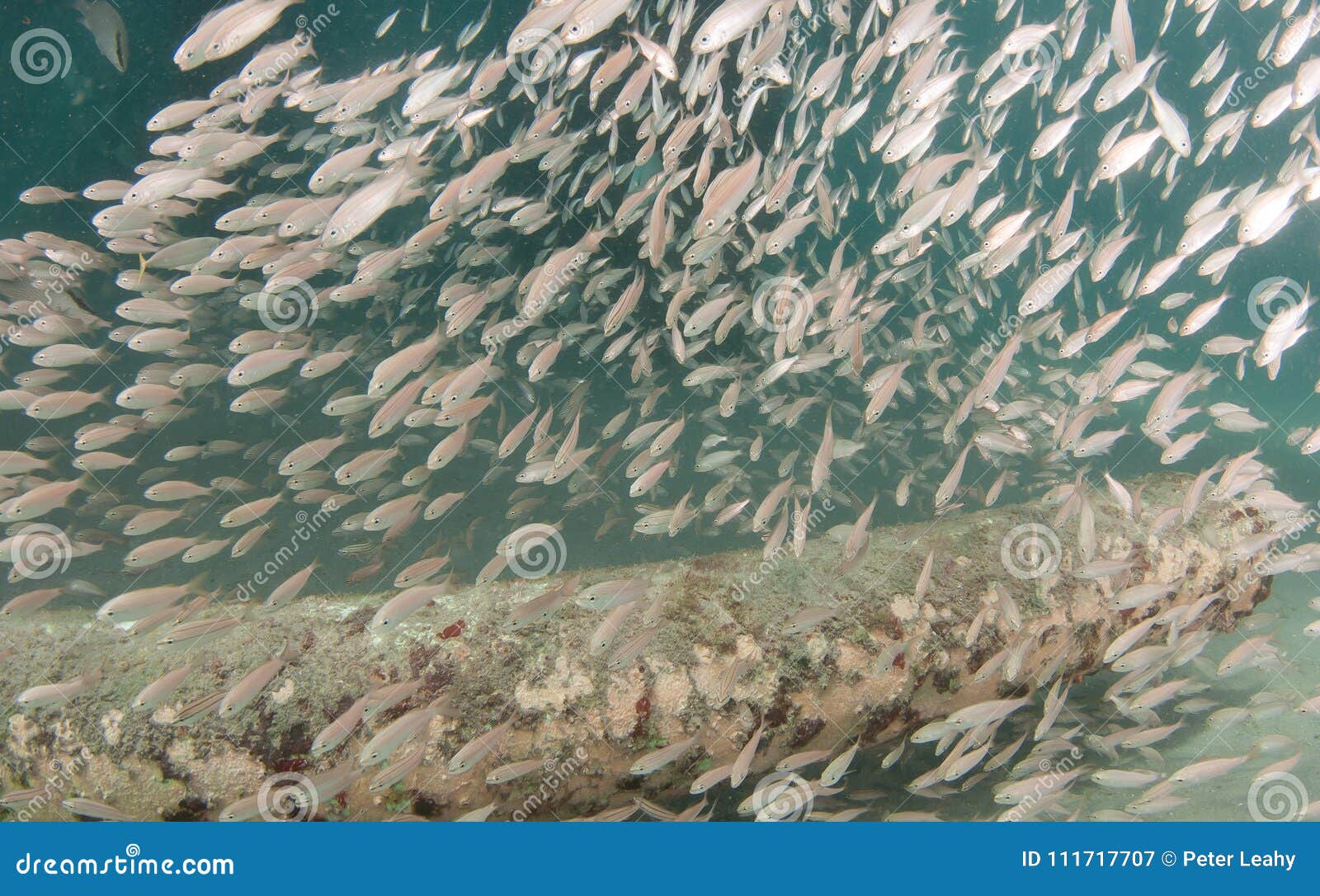 A School of Lookdown Fish Under a Pier Stock Image - Image of lookdown ...