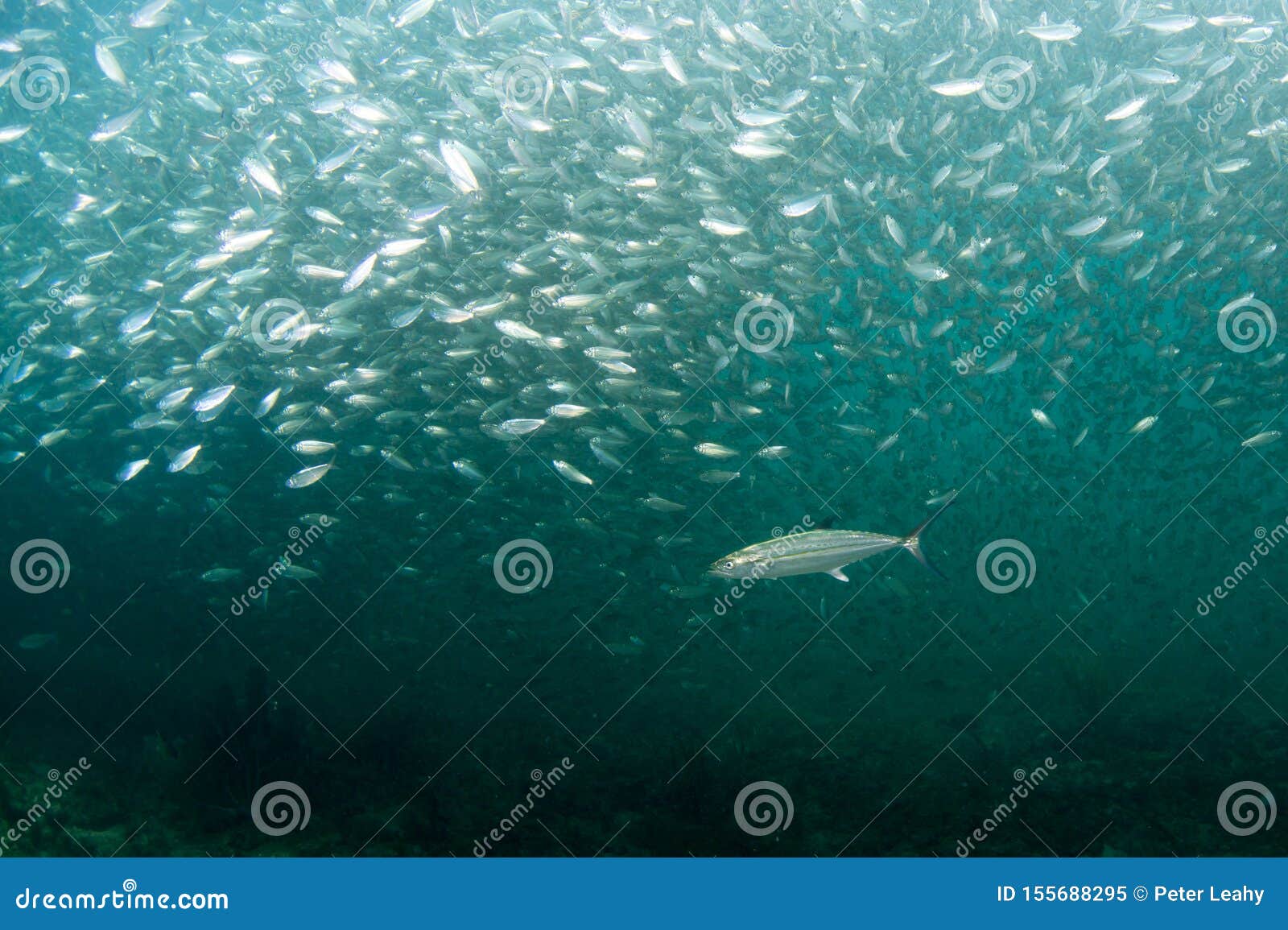 A School of Baitfish Under a Pier in Florida. Stock Image - Image of ...