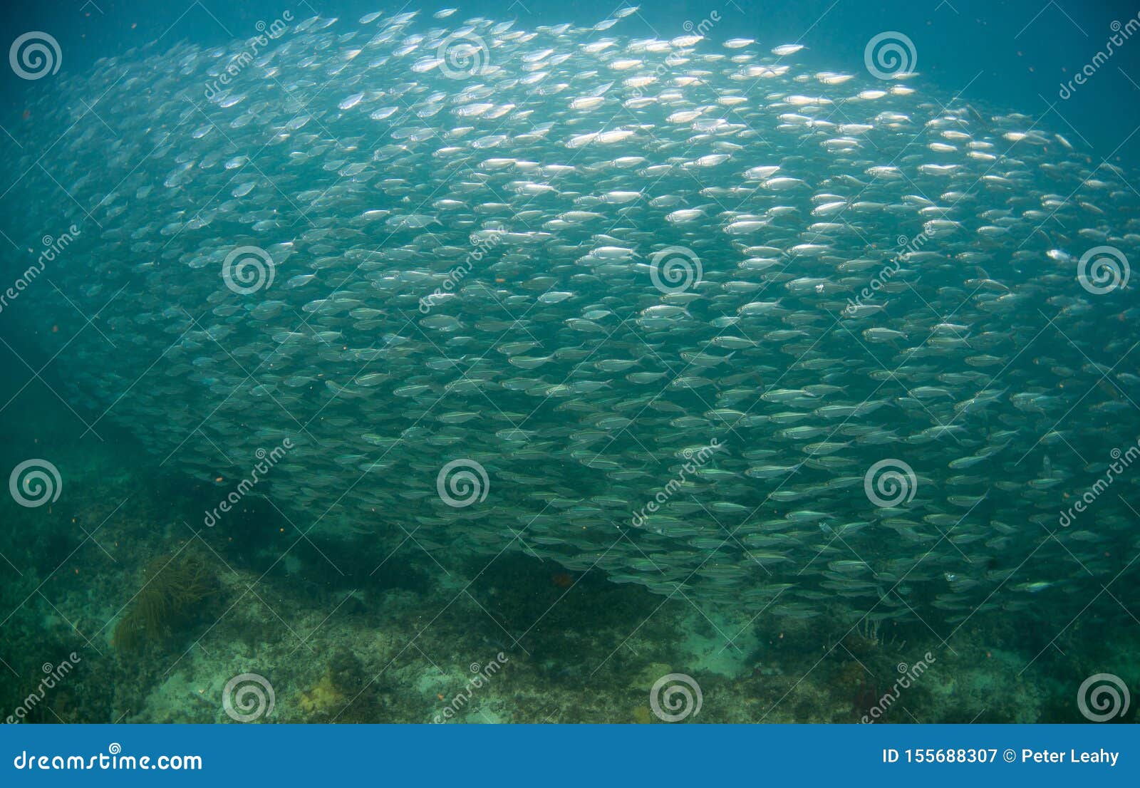 A School of Baitfish Under a Pier in Florida. Stock Image - Image of ...