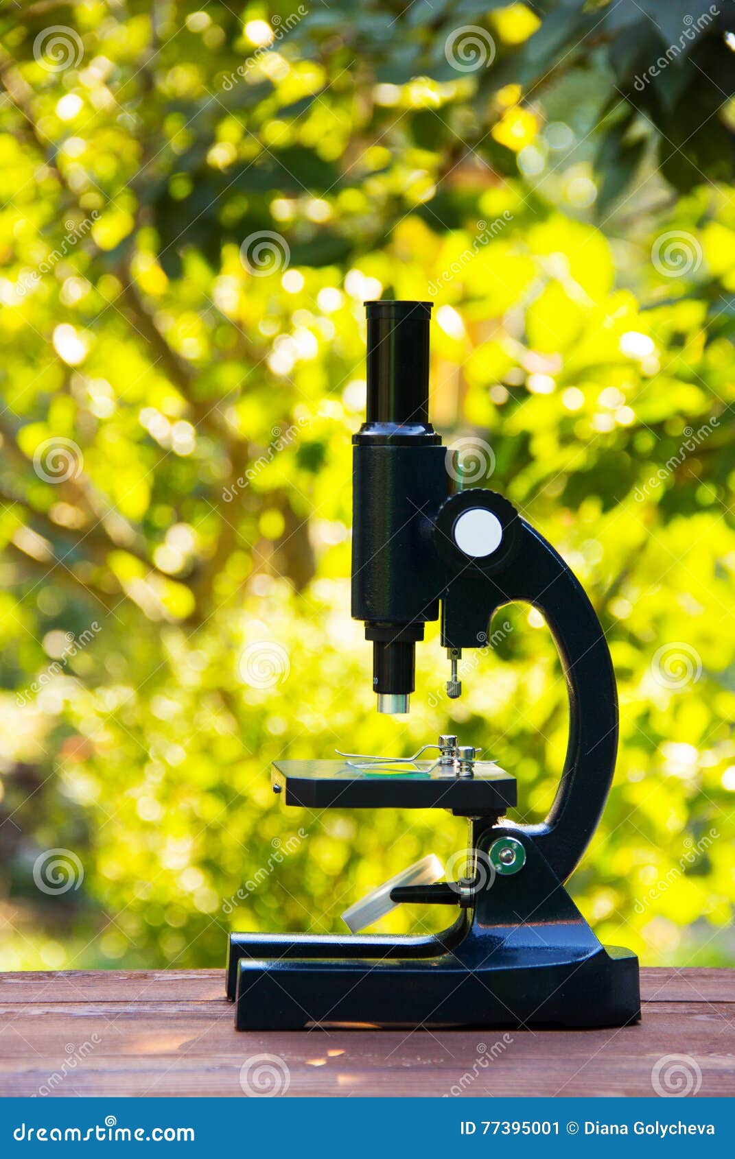 The Art Of Nature Microscope View Of Bacillus And Other Bacteria ...