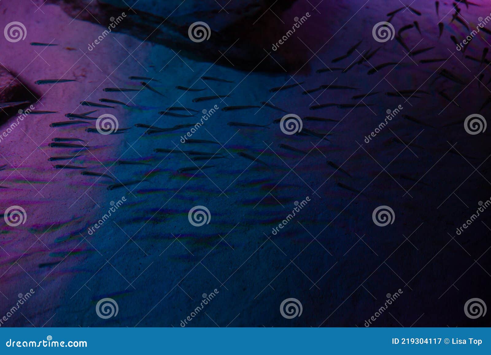 School of Minnows stock image. Image of minows, horizontal - 219304117