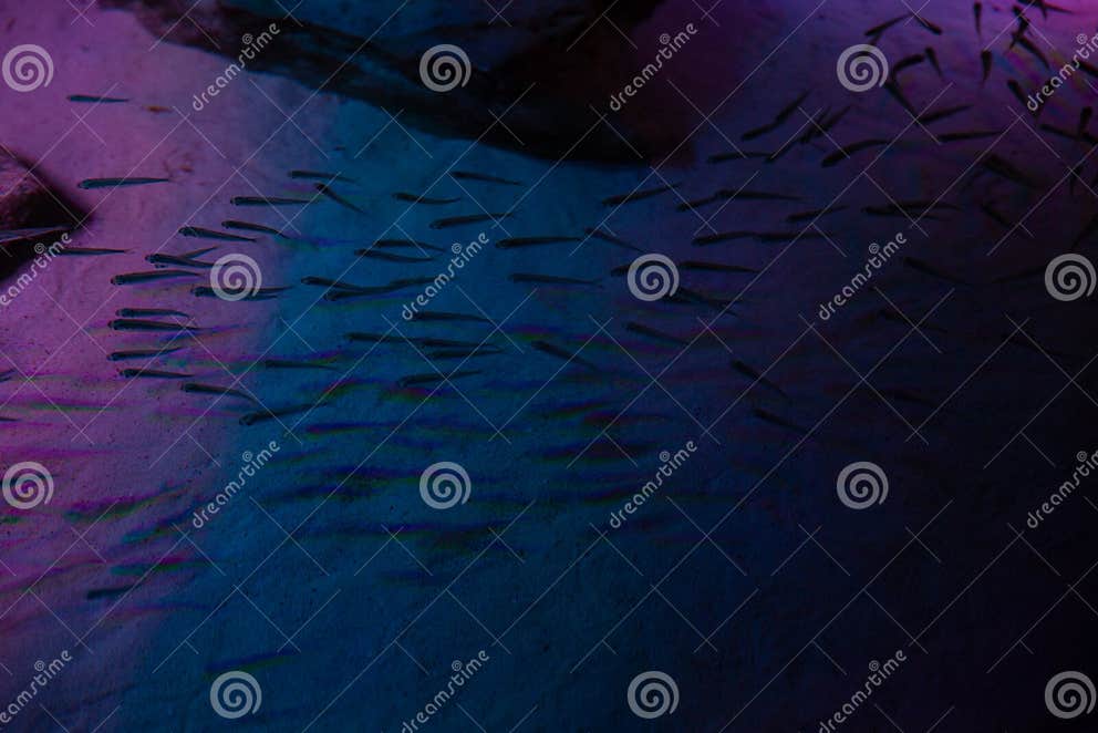 School of Minnows stock image. Image of minows, horizontal - 219304117