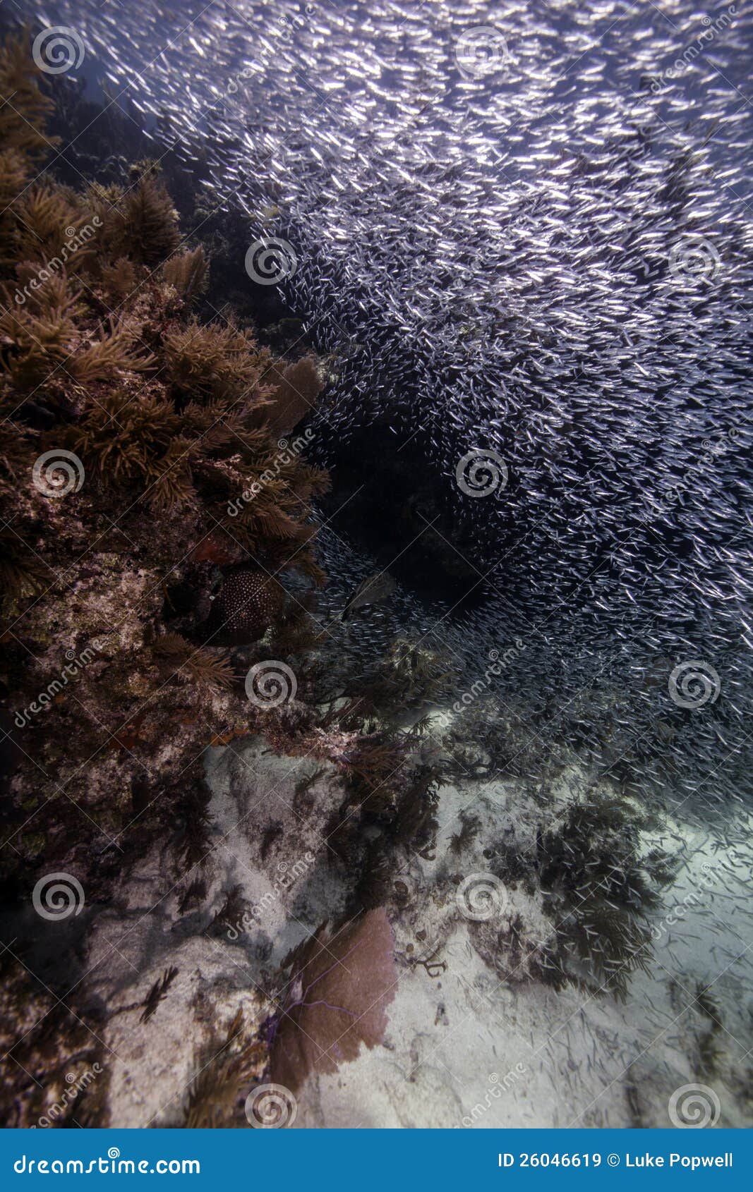 School of Minnows Over Coral Stock Image - Image of fish, chased: 26046619