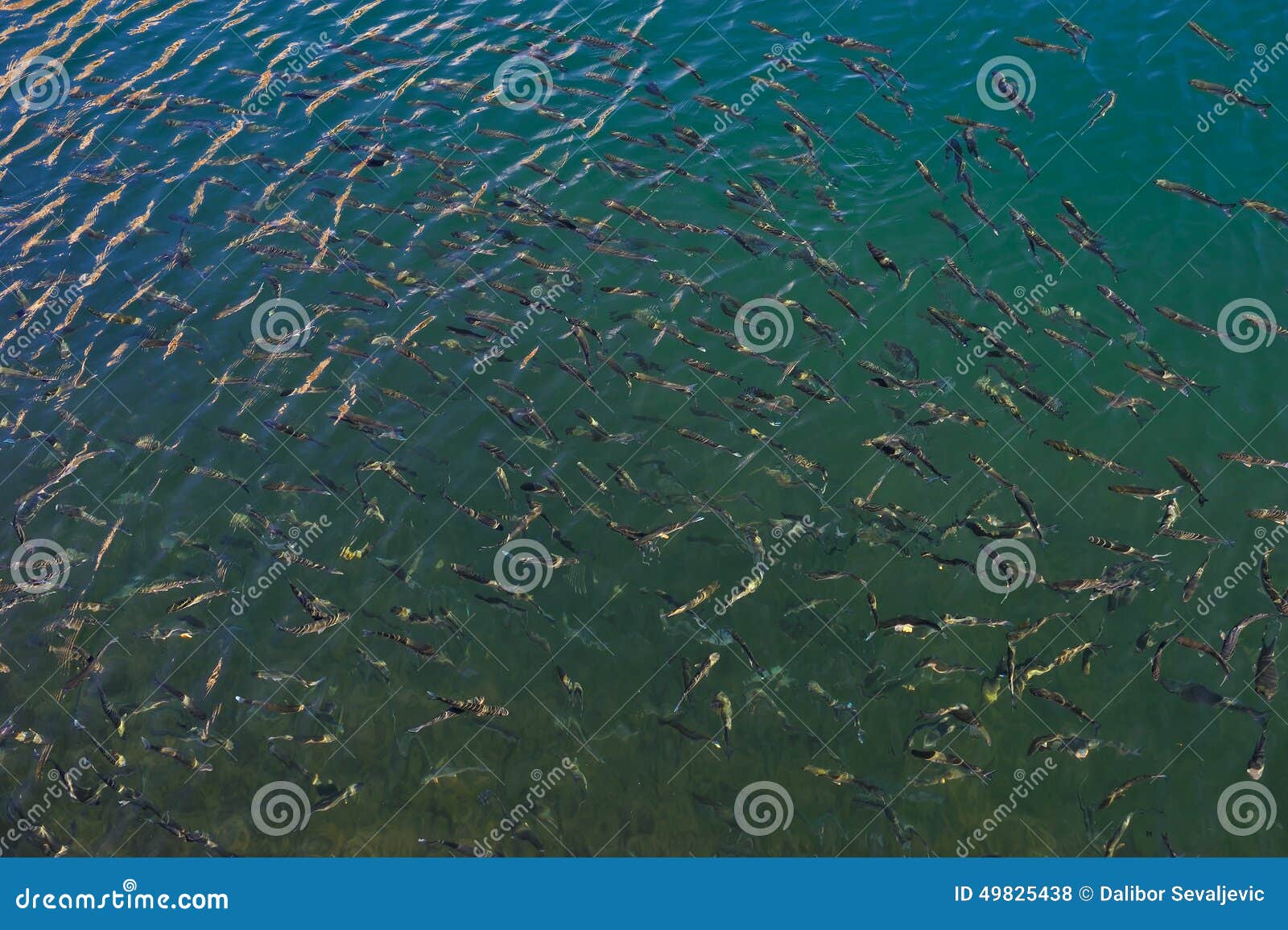 School of mullet fish stock photo. Image of travel, water - 49825438