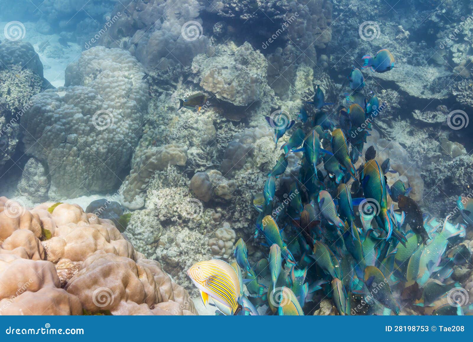 School of parrotfish stock image. Image of aquatic, life - 28198753
