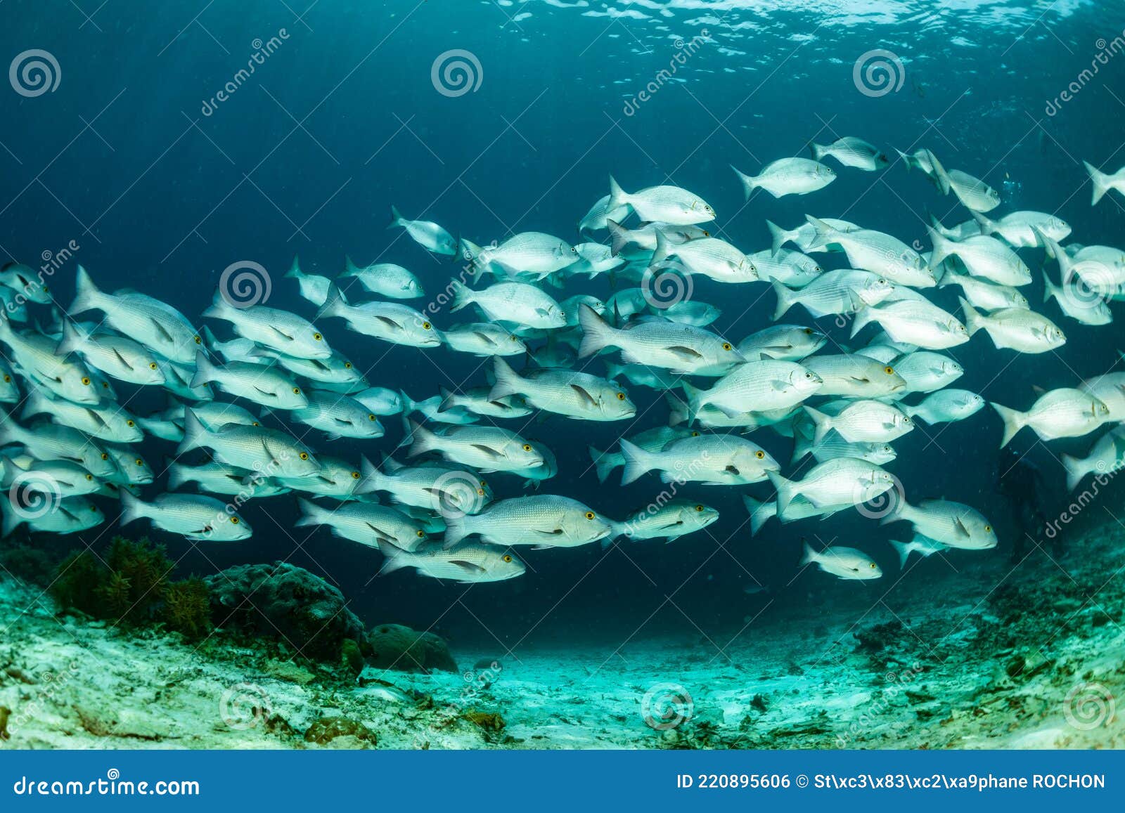School of red snapper fish stock photo. Image of indonesia - 220895606