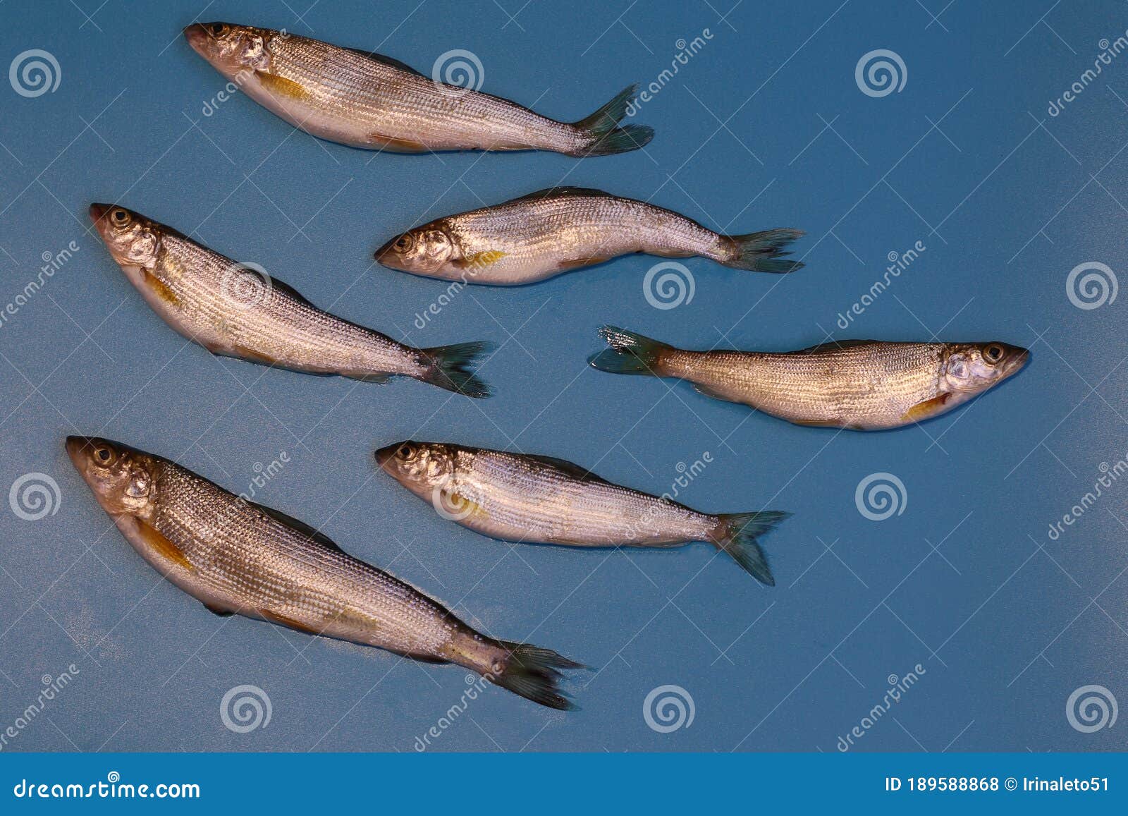 School of River Fish. Flat Lay of Fish on a Blue Background Stock Photo ...