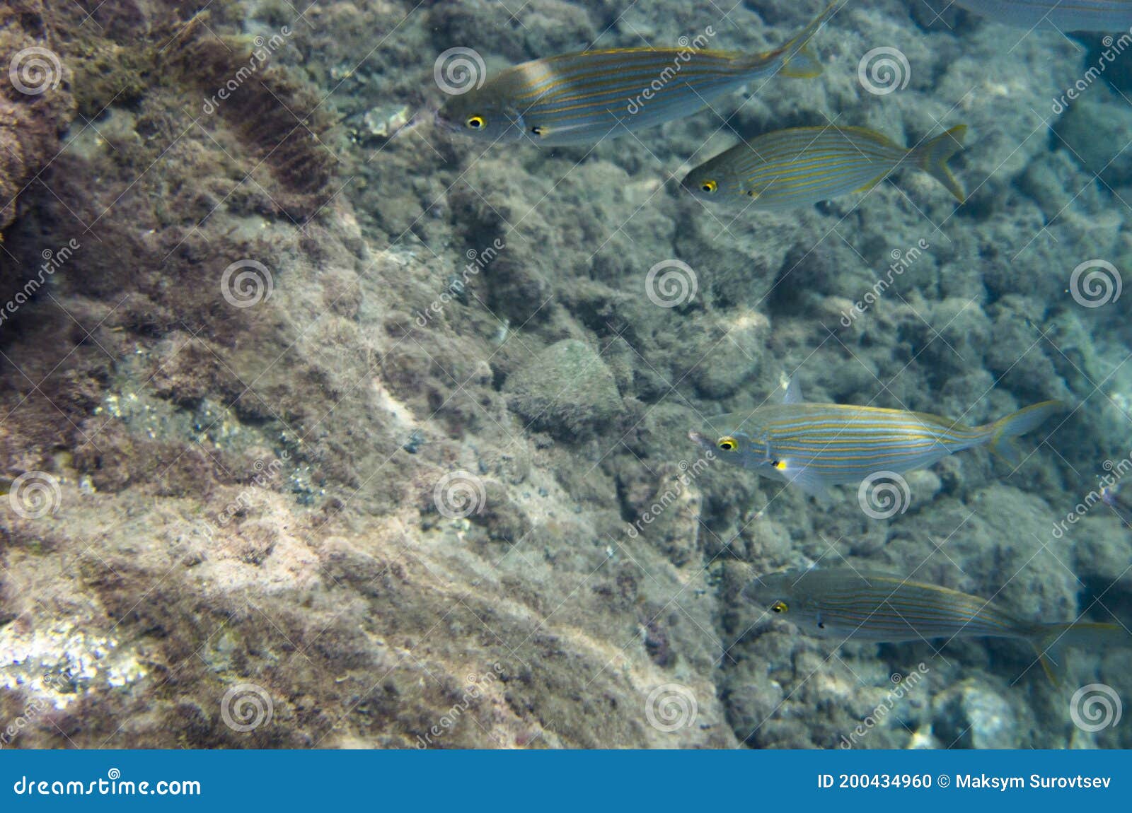 A School of Salpa Fish at Th Bottom Stock Photo - Image of scuba, blue ...
