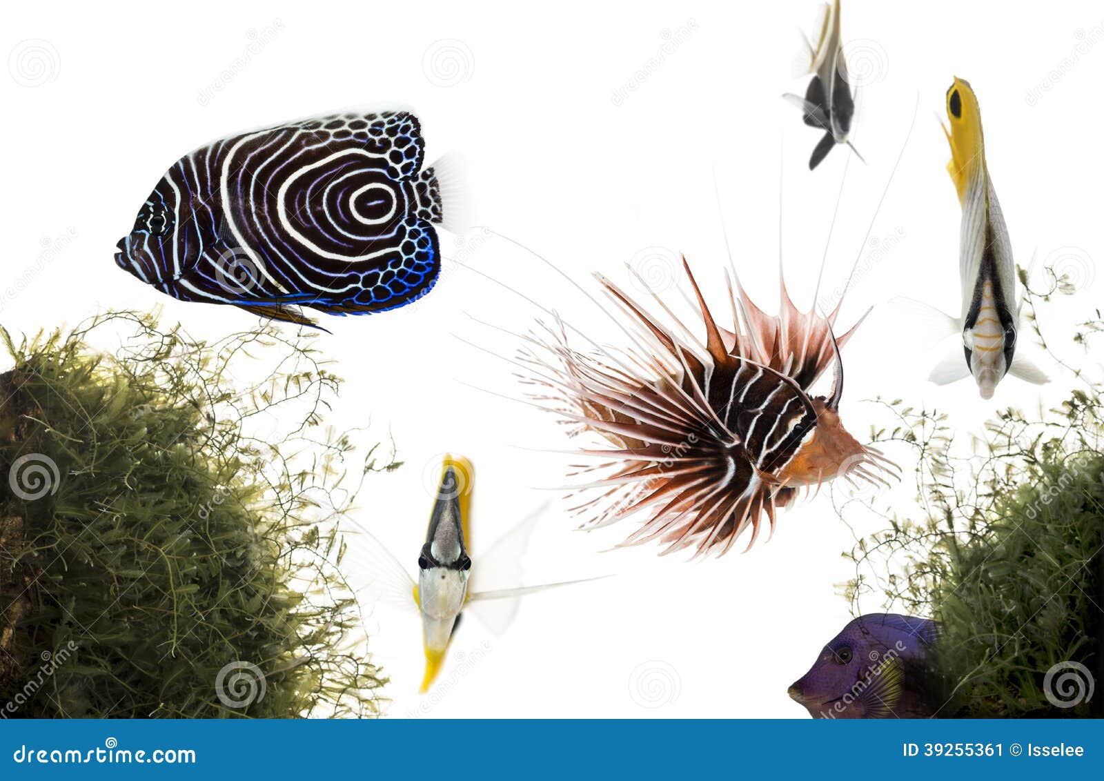 School of salt water fish stock image. Image of isolated - 39255361