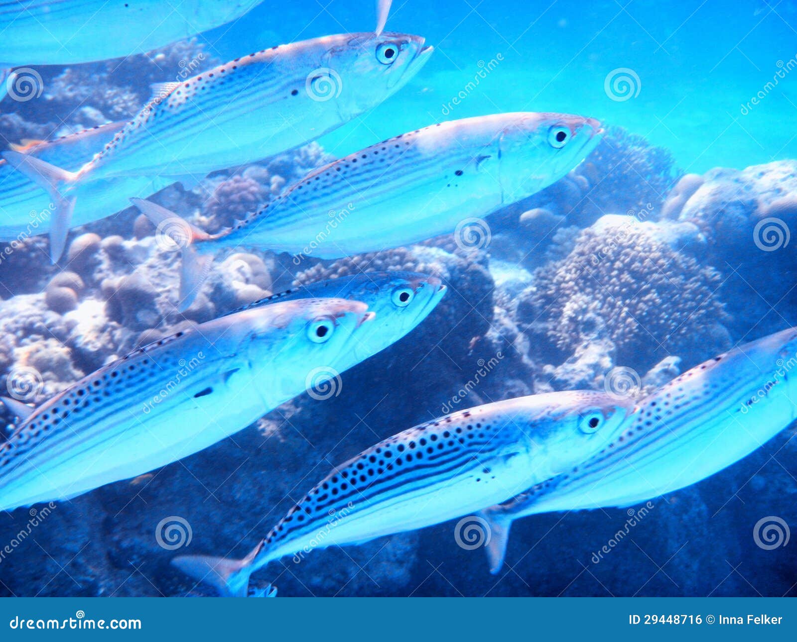 Saltwater Sardine Colony In Ocean. Massive Fish School Undersea Photo ...