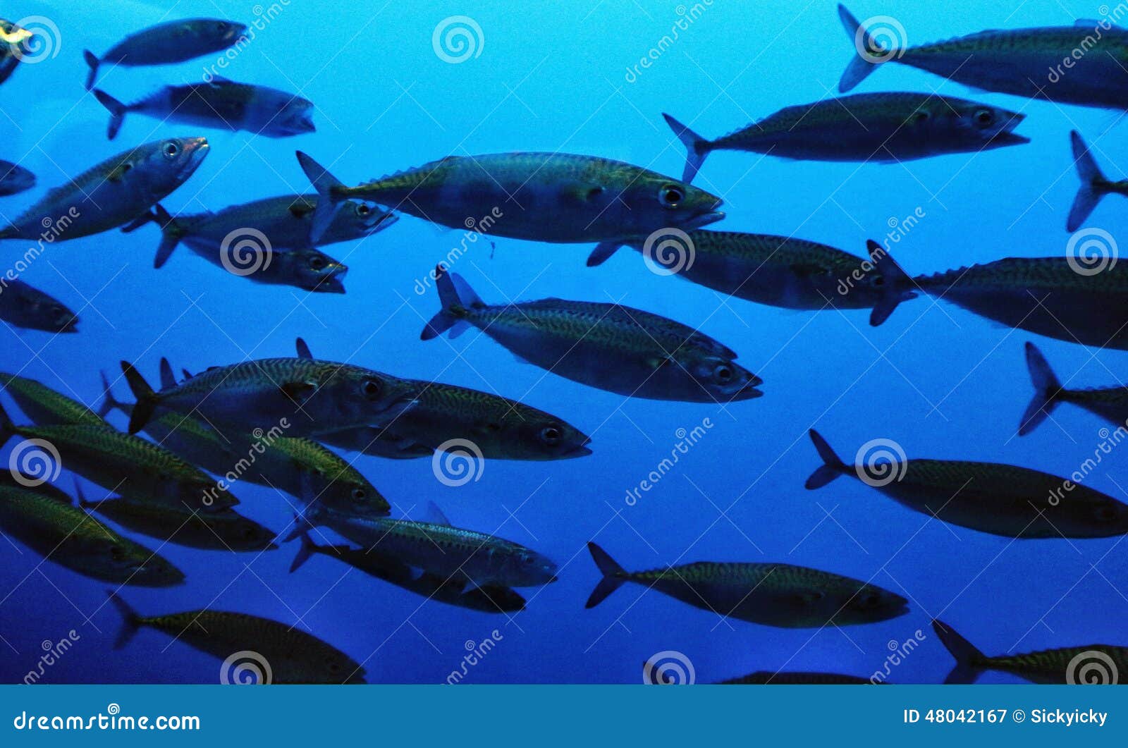 A school of sardines stock image. Image of swimming, aquarium - 48042167