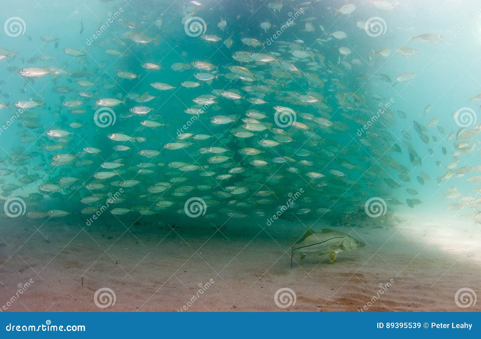 A School of Scad Fish Under a Pier Stock Image - Image of ripple, sand ...