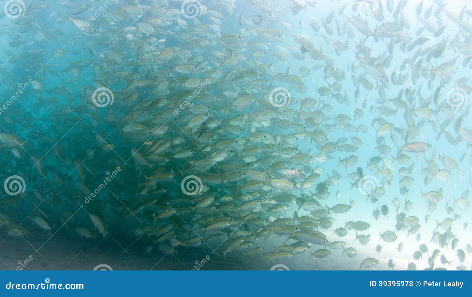 A School of Scad Fish Under a Pier Stock Photo - Image of shallow, swim ...