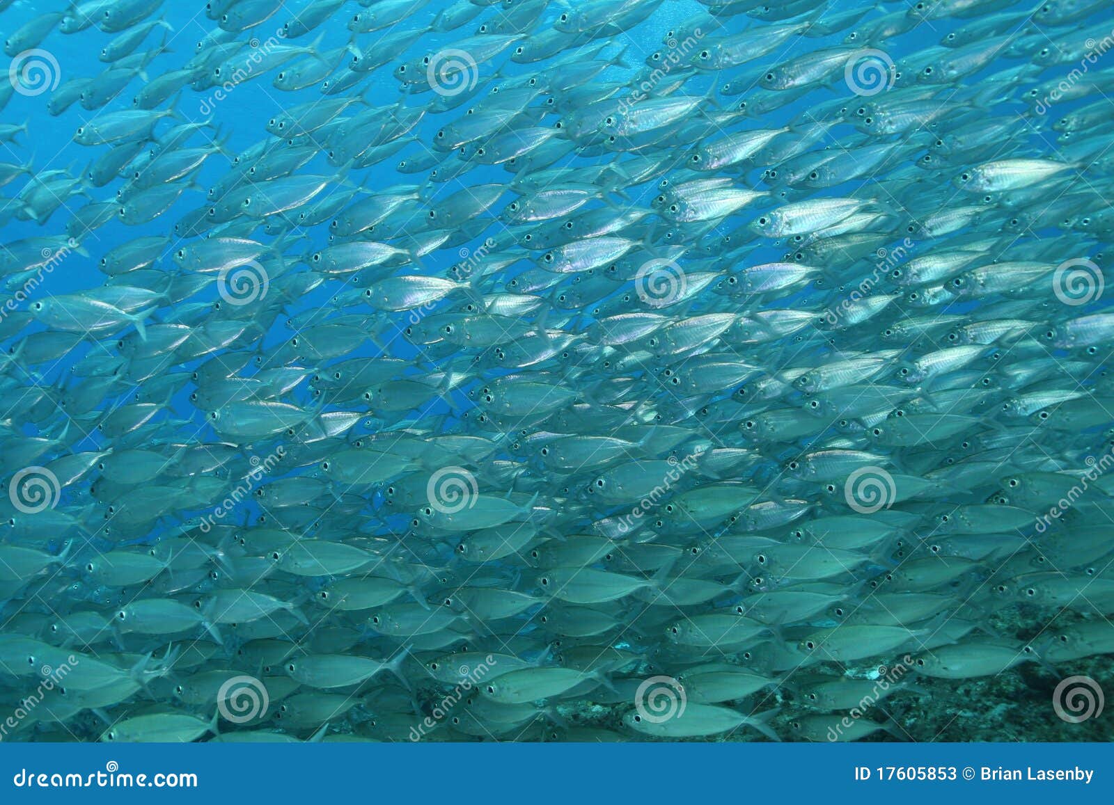 School of Scads - Cozumel stock image. Image of underwater - 17605853