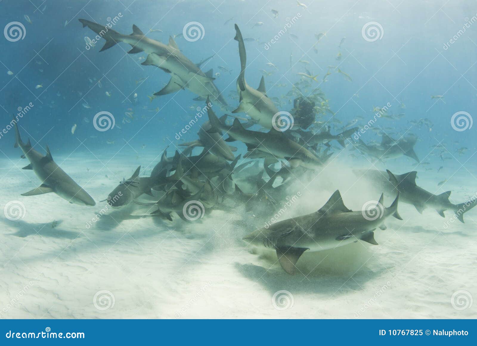 School of Scavenging Lemon Sharks Stock Image - Image of fish, shark ...