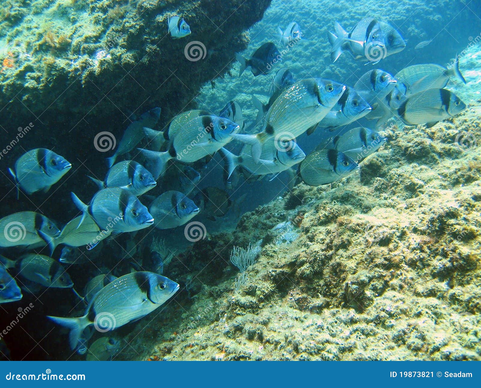 School of Sea Bream in the Rock Stock Image - Image of diving, seabream ...