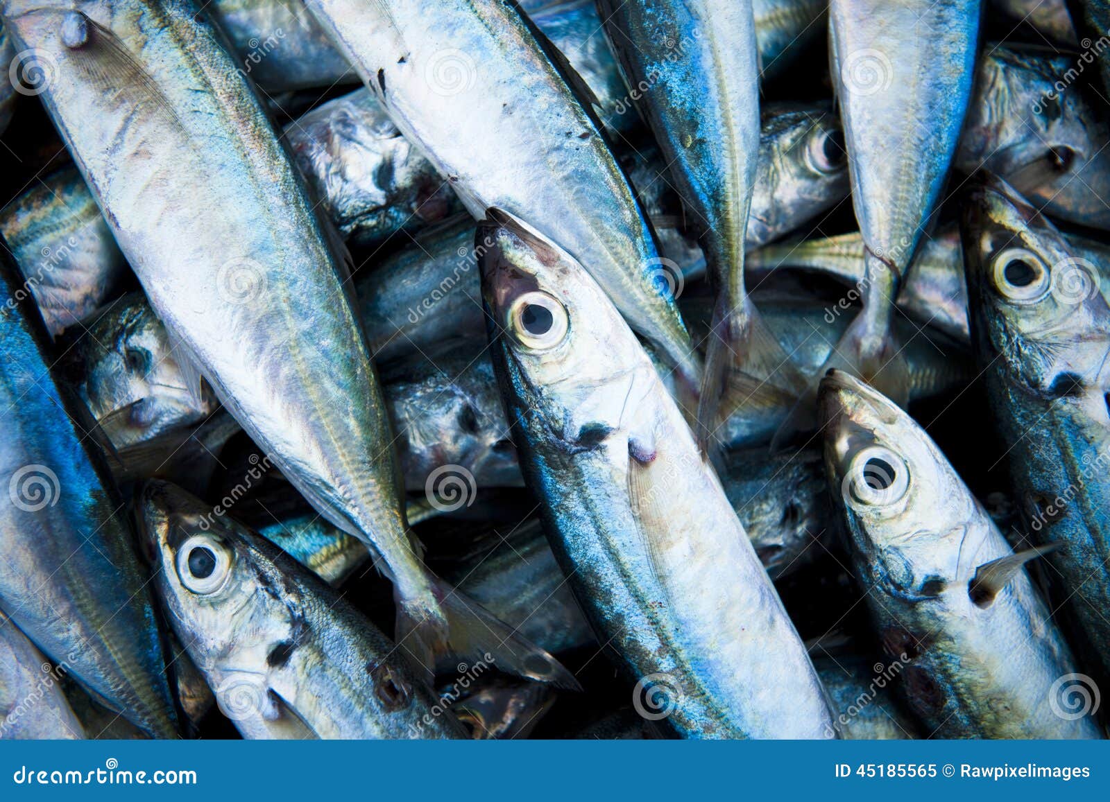 Fish Caught On A Hook. The Saddled Seabream (Oblada Melanura) Stock ...