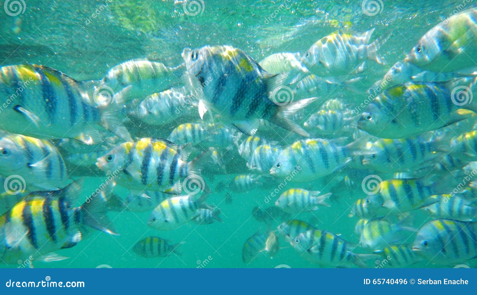 School of Sergant Major Fish Stock Photo - Image of undersea ...