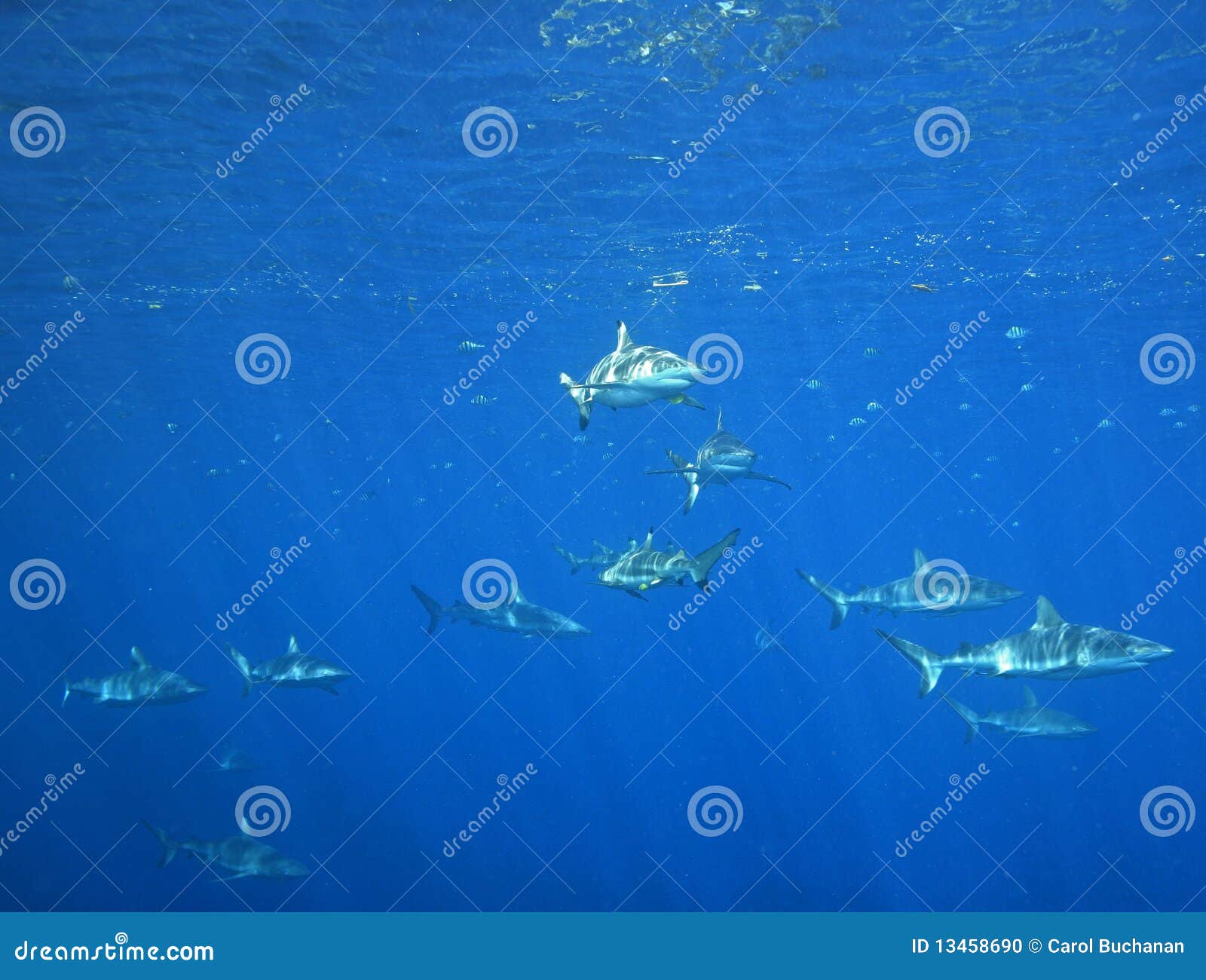 School of Sharks stock photo. Image of empty, fish, blue - 13458690