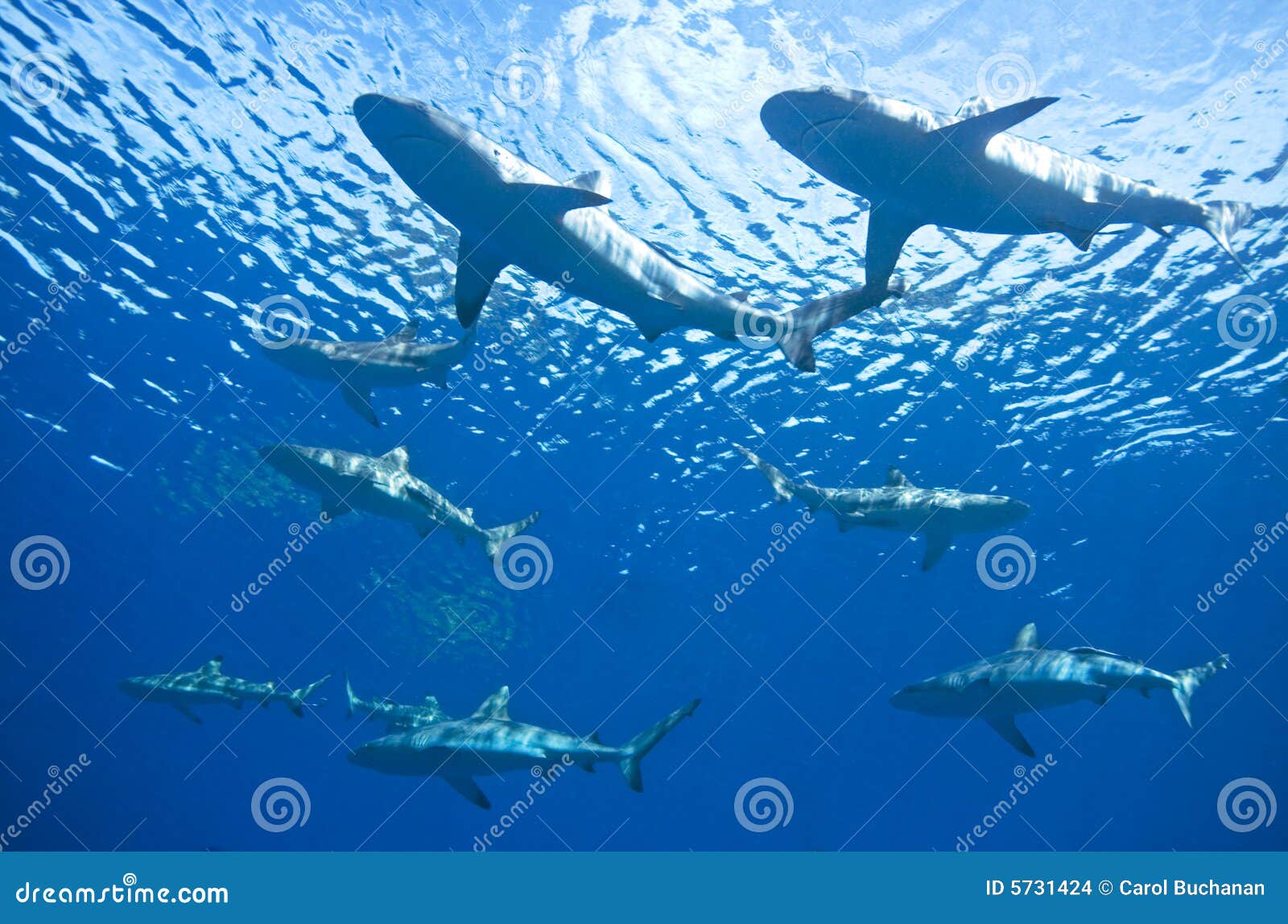 School of Sharks stock photo. Image of underwater, swimming - 5731424