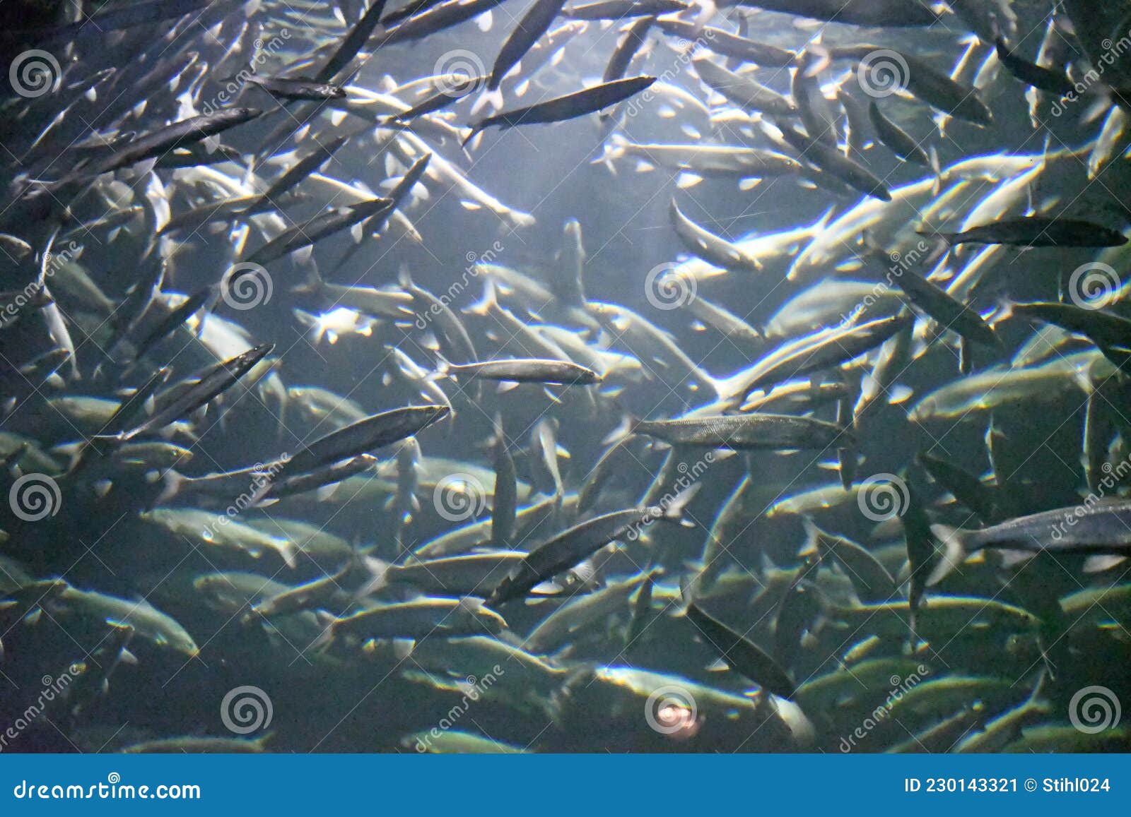 School of Shining Fish in Aquarium Stock Image - Image of glitter ...