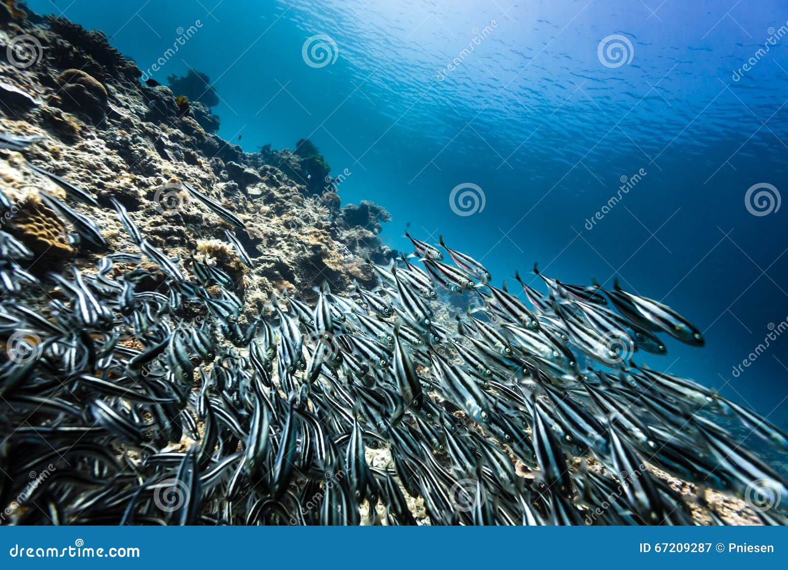 School of Silver and Black Horizontal Stripe Fish on Coral Reef Stock ...