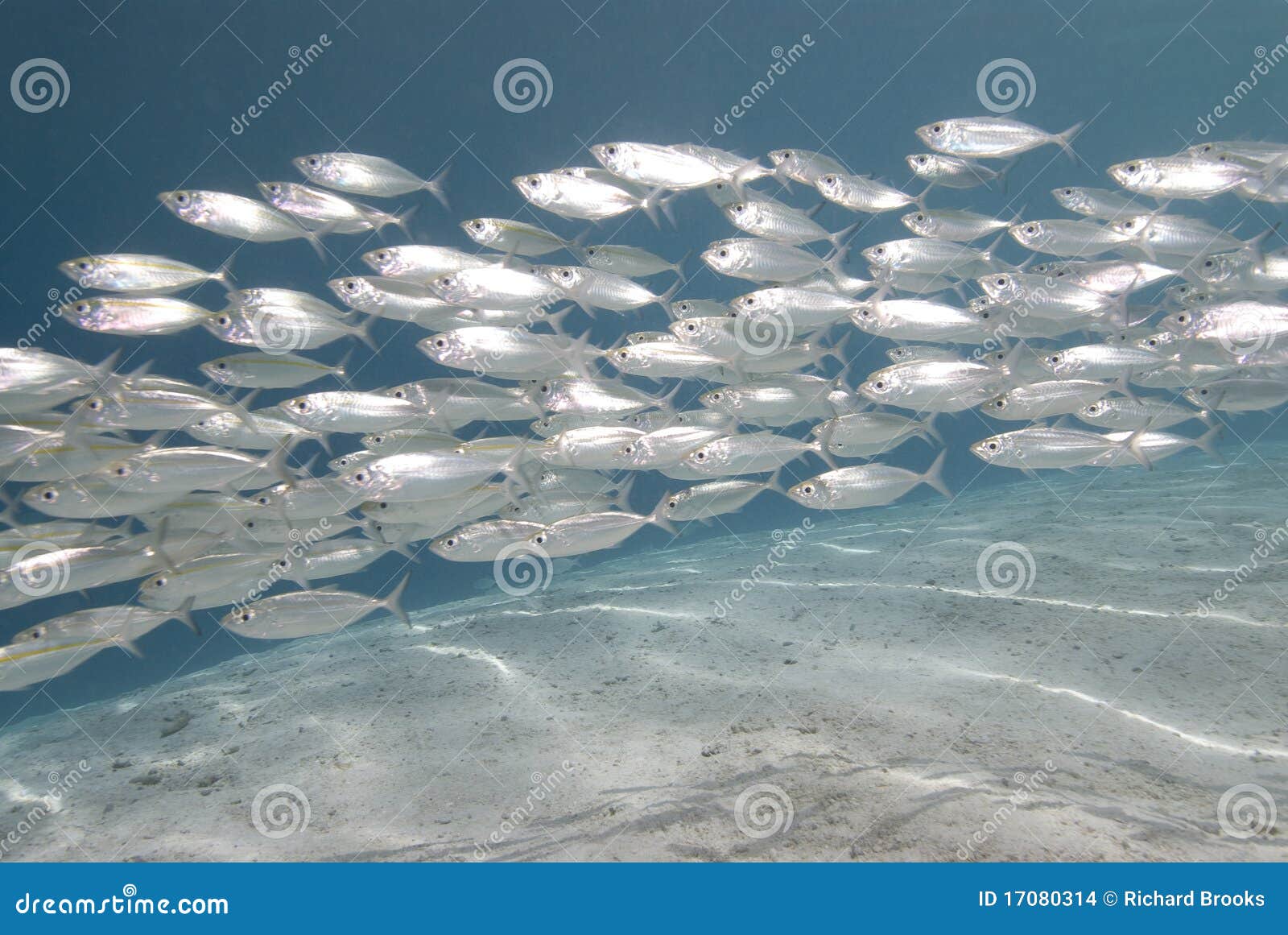 Arctic Fish Swimming