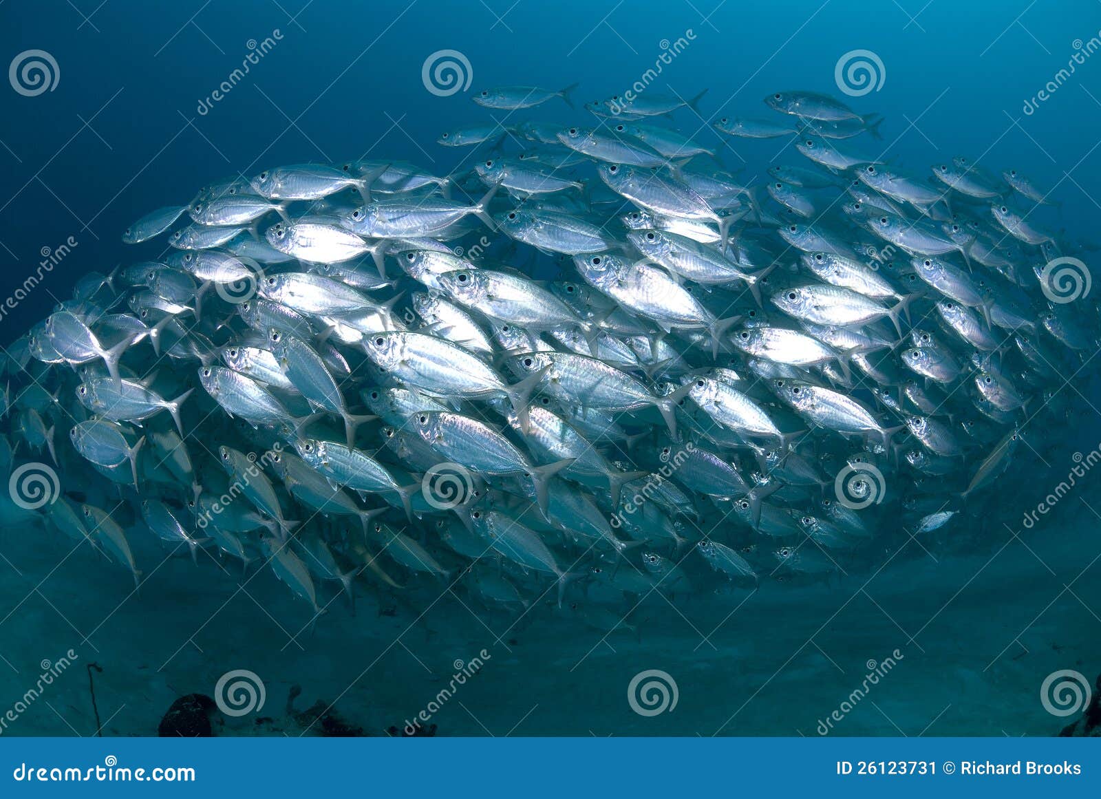 Silver Fish On Black Background. Sabrefish Royalty-Free Stock ...