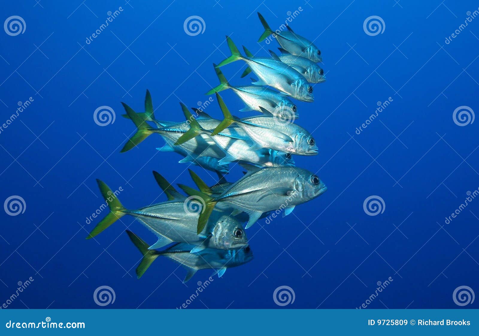 School of Silver Fish in the Blue Stock Image - Image of latus ...