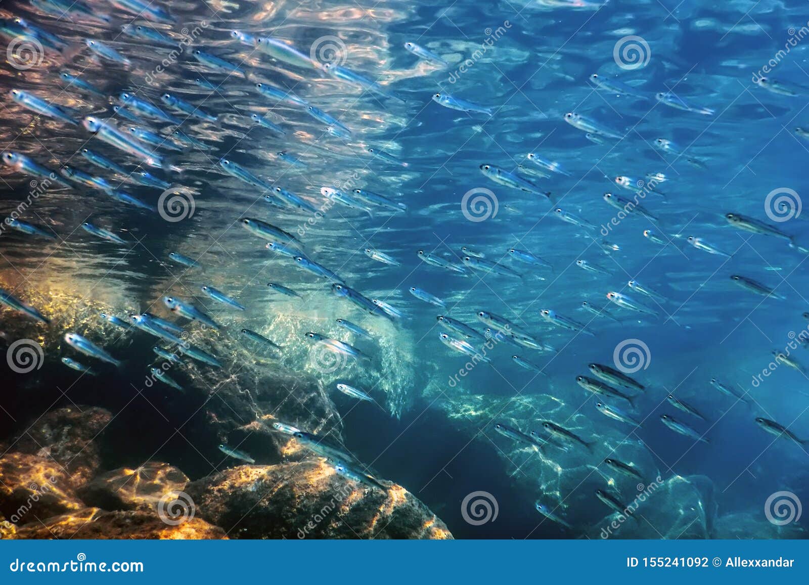 School of Silver Fish in Shallow Water, Underwater Stock Photo - Image ...