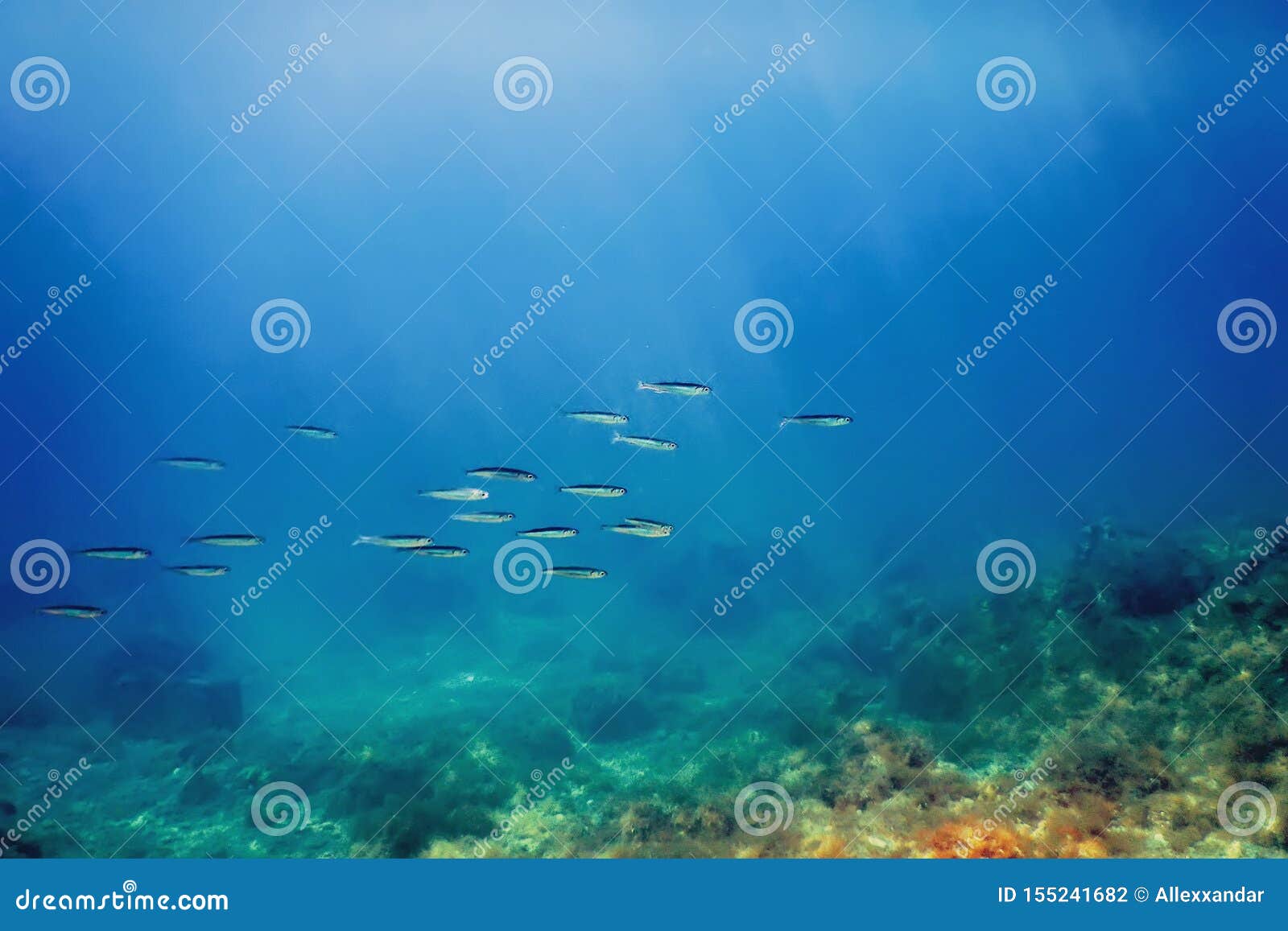 School of Silver Fish in Shallow Water, Underwater Stock Photo - Image ...