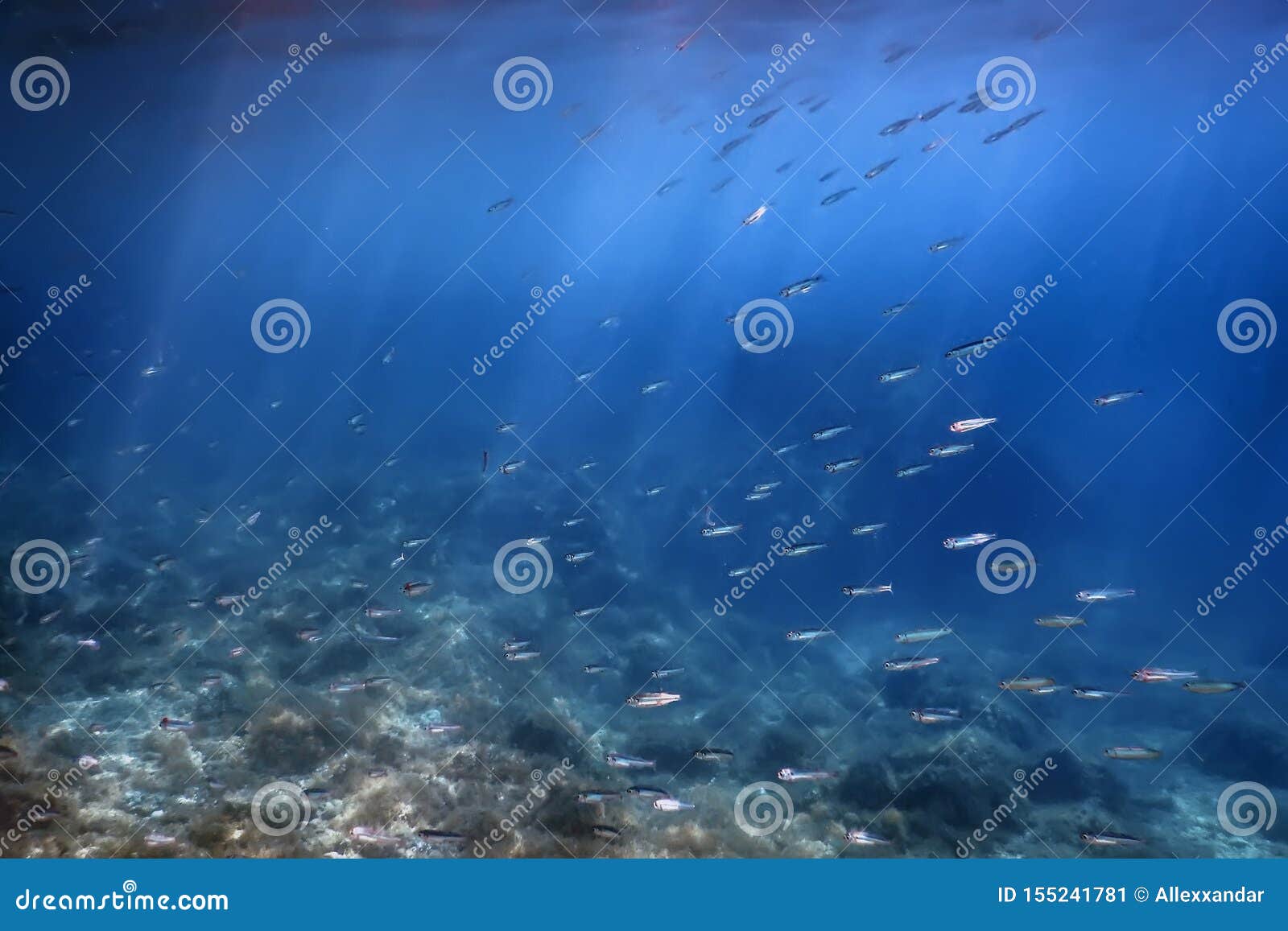 School of Silver Fish in Shallow Water, Underwater Stock Image - Image ...