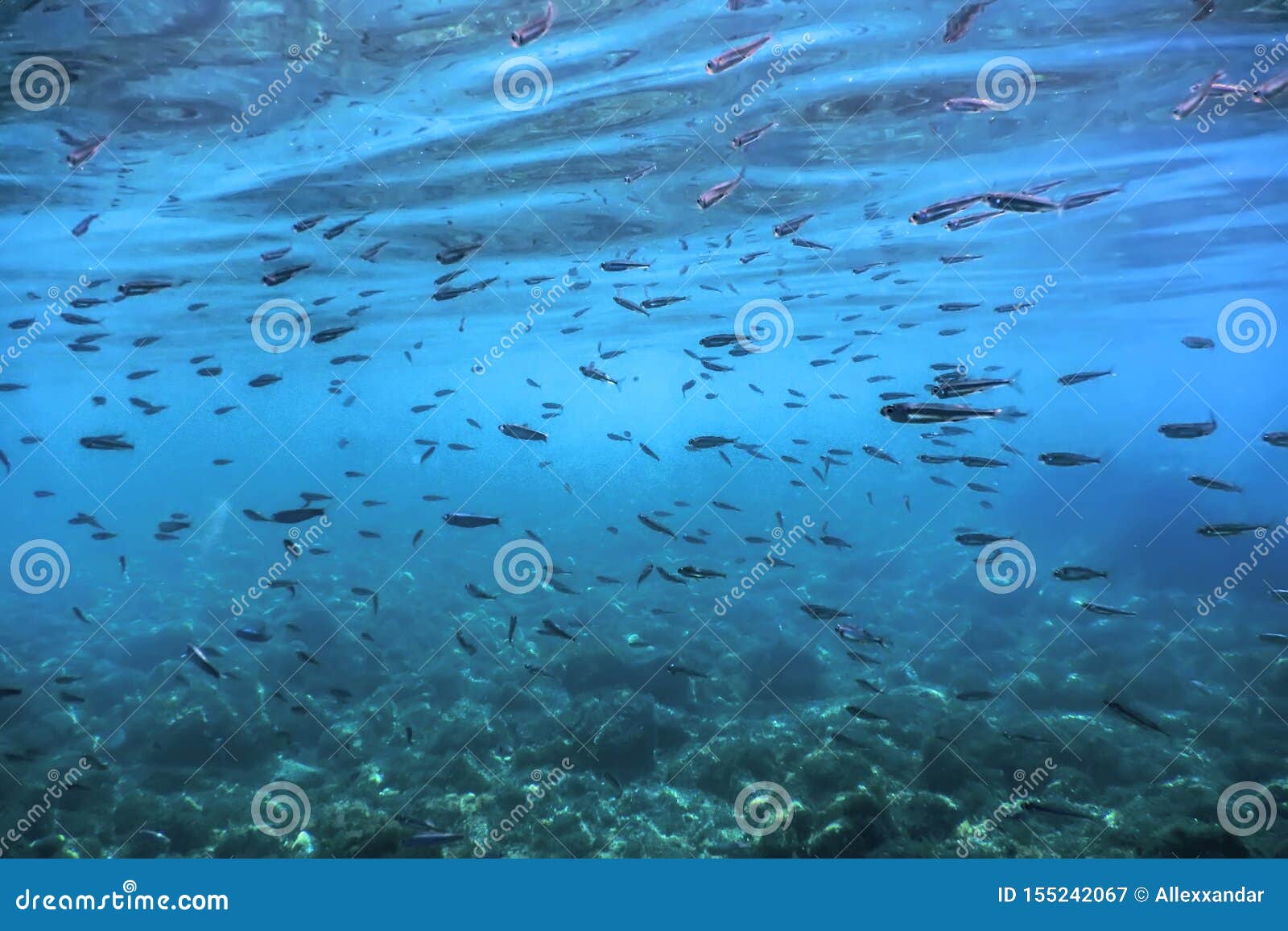School of Silver Fish in Shallow Water, Underwater Stock Image - Image ...