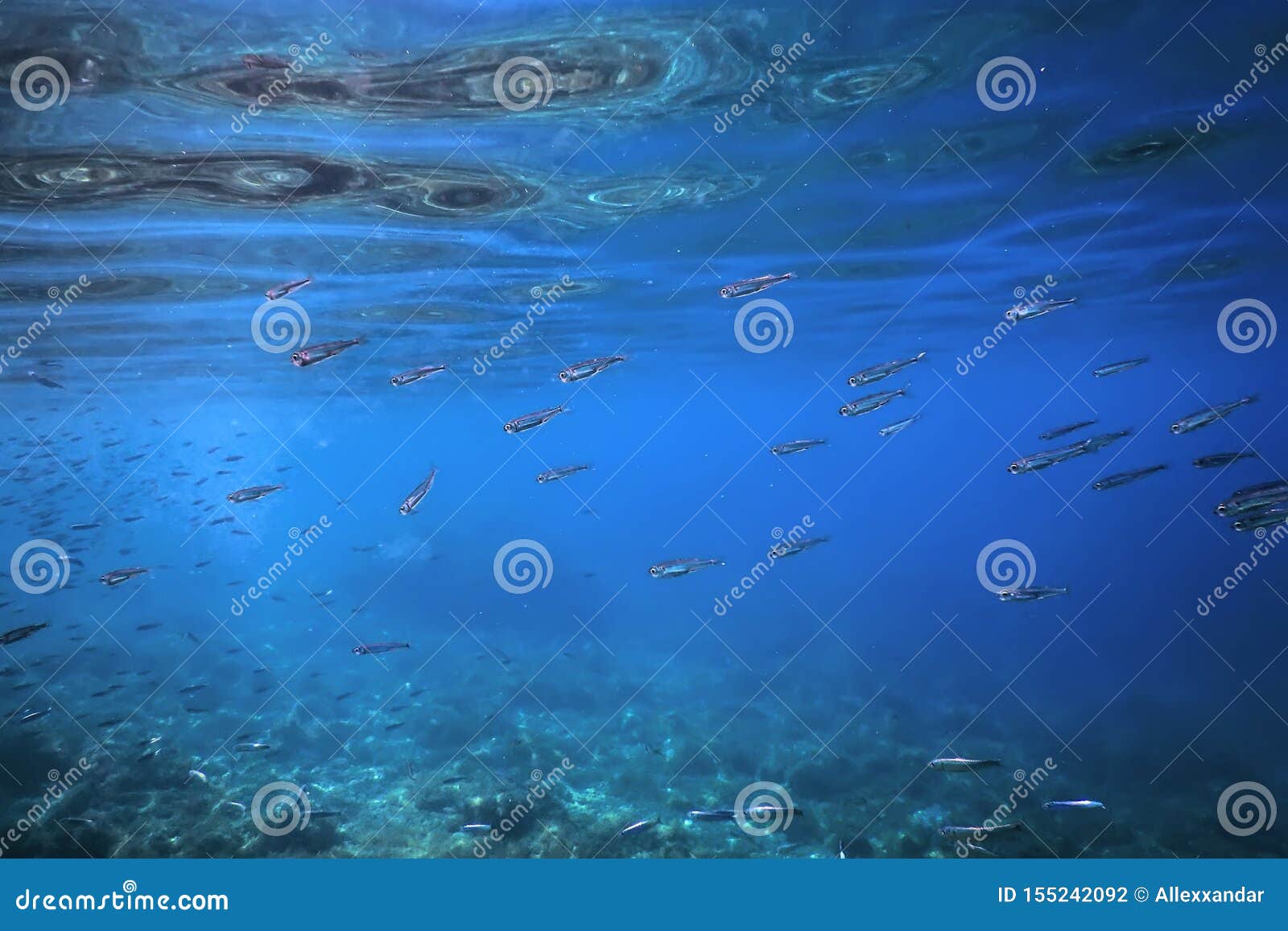 School of Silver Fish in Shallow Water, Underwater Stock Photo - Image ...