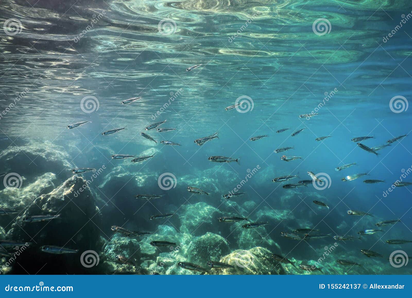 School of Silver Fish in Shallow Water, Underwater Stock Image - Image ...