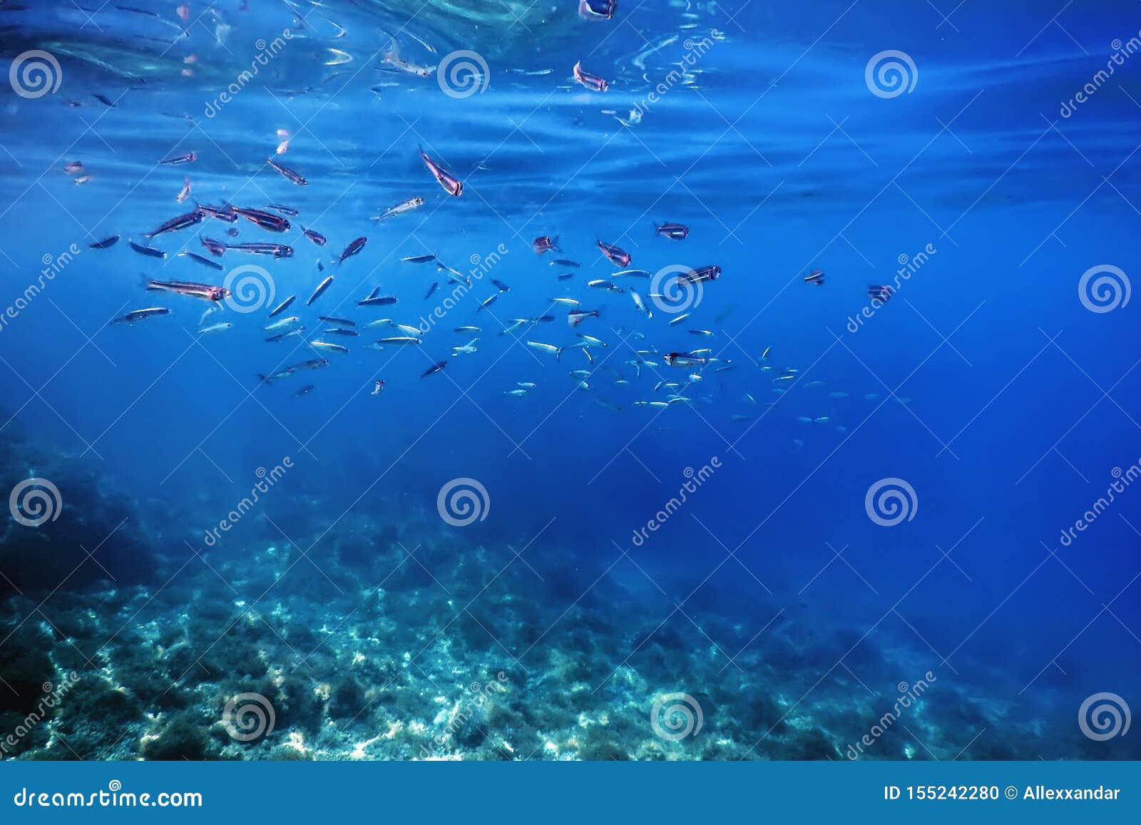 School of Silver Fish in Shallow Water, Underwater Stock Photo - Image ...