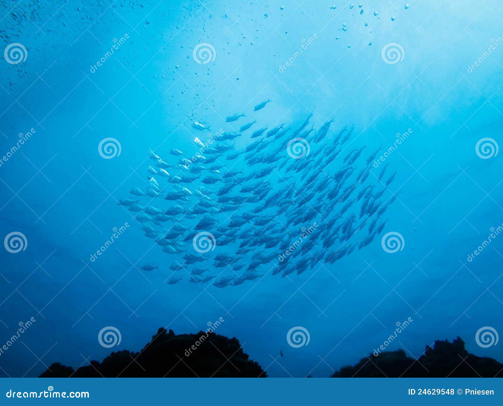 School of Silver Fish Swimming on Coral Reef Stock Photo - Image of ...
