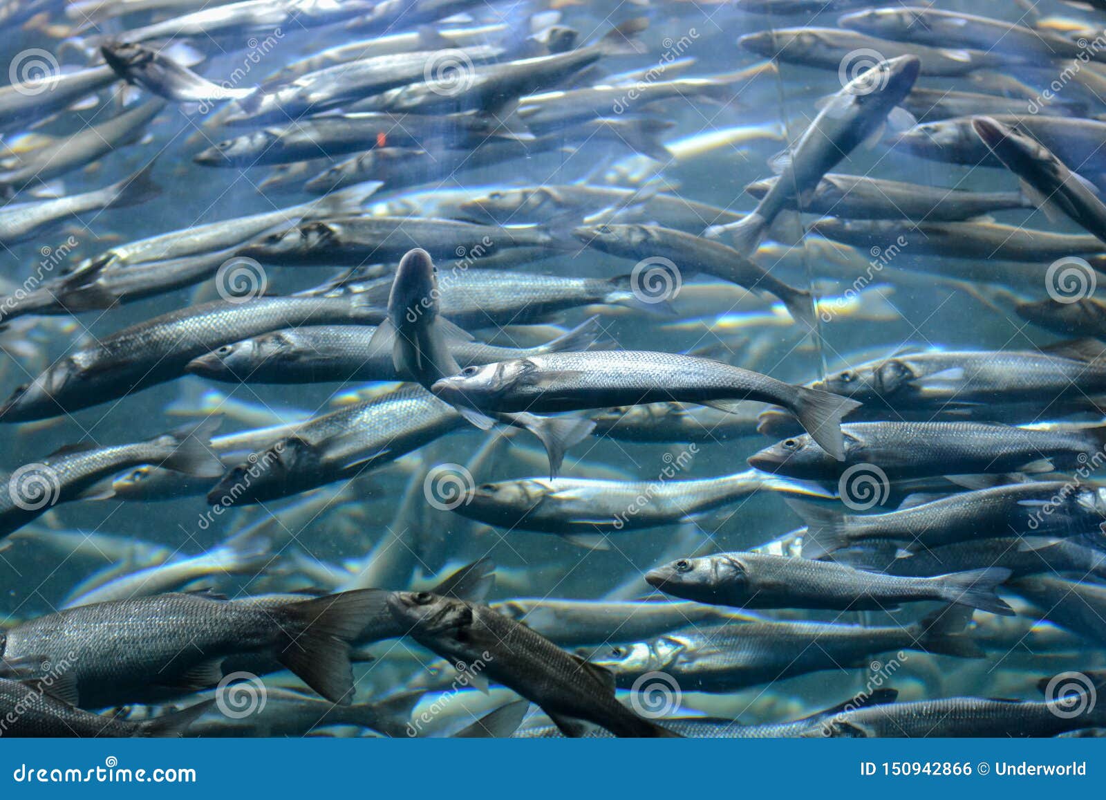 A School Of Silver Slinger Fish Royalty-Free Stock Image ...