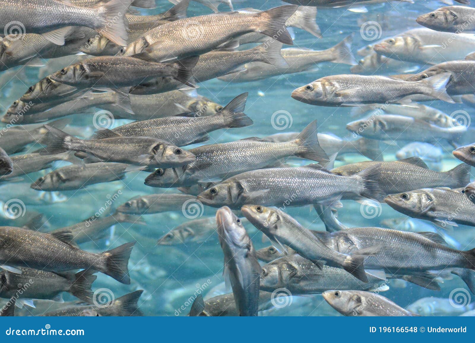 A School Of Silver Slinger Fish Royalty-Free Stock Image ...
