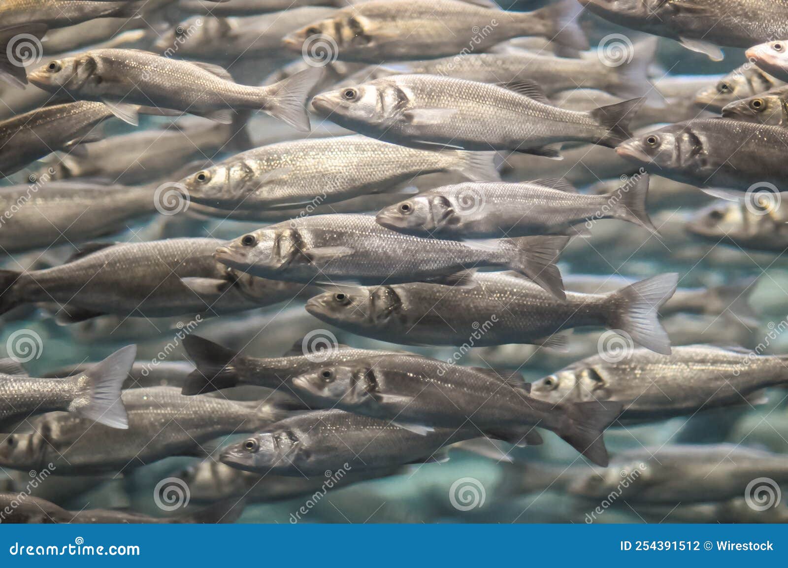 School of Silver Gray Fish stock photo. Image of salmon - 254391512