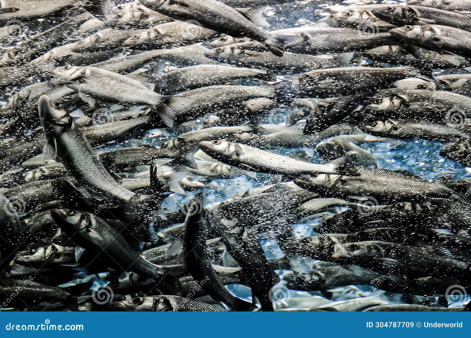 School of Silver Gray Fish stock image. Image of fish - 304787709