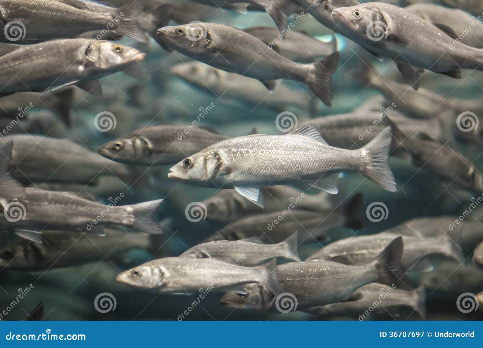 School of Silver Gray Fish stock image. Image of sardine - 36707697