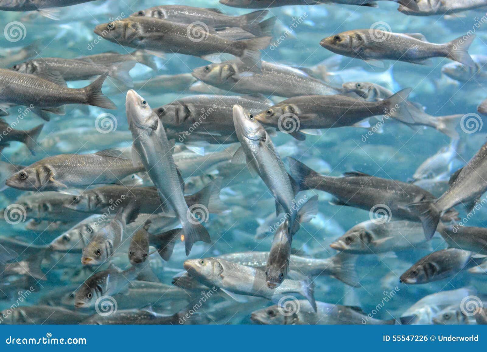 School of Silver Gray Fish stock photo. Image of undersea - 55547226